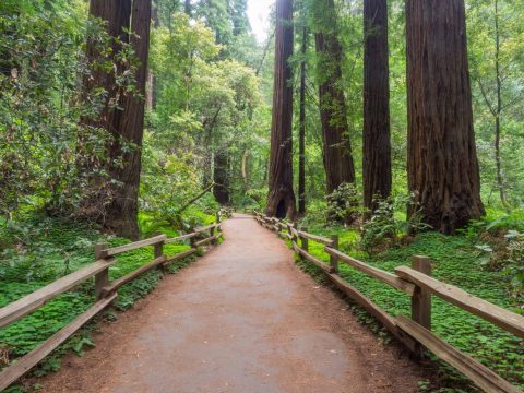 35 Cool Outdoor Activities in the Bay Area for Families