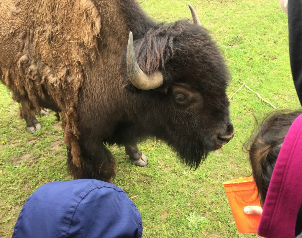 12 Fun Things to do in Lake Geneva with Kids on Vacation