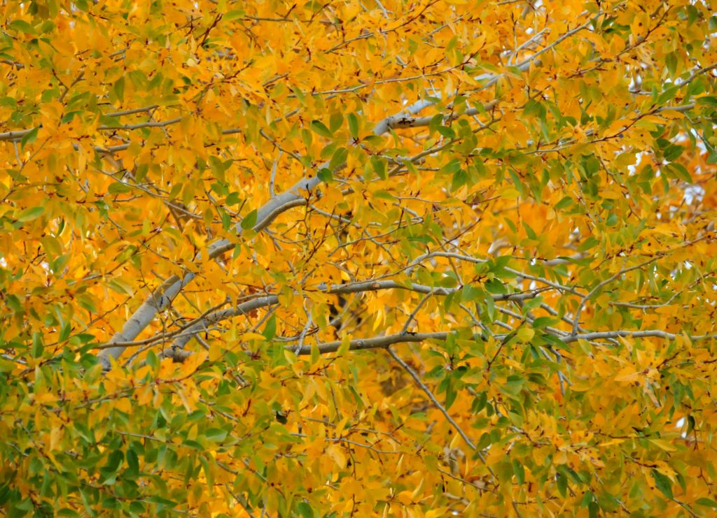 Arizona Fall Colors 2025: Best Spots to See Fall Foliage
