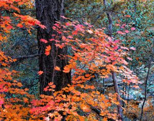 Fall in Arizona- 14 Best Places for Fall Colors in Arizona