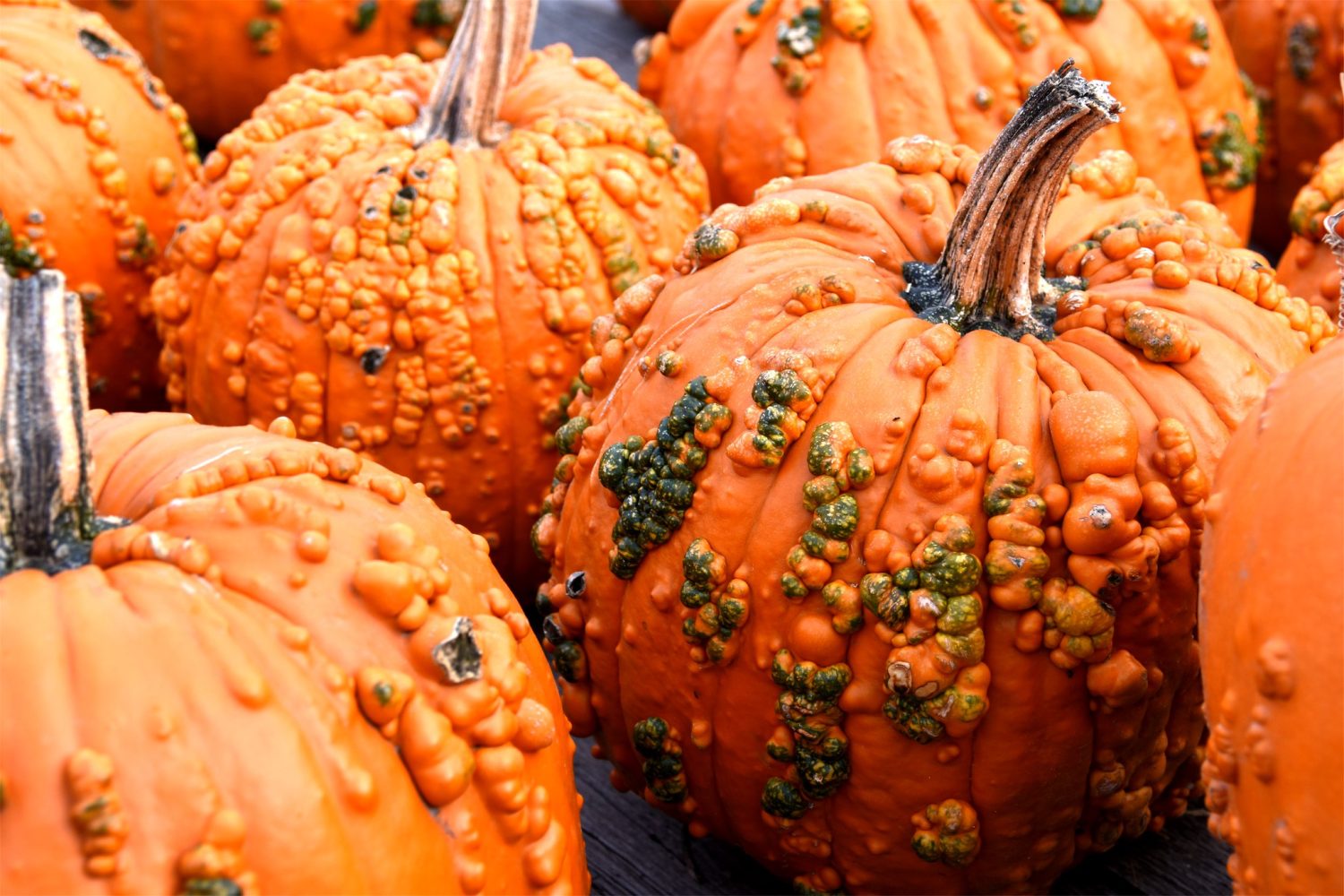 The 16 Best Pumpkin Patches Near Seattle for 2023