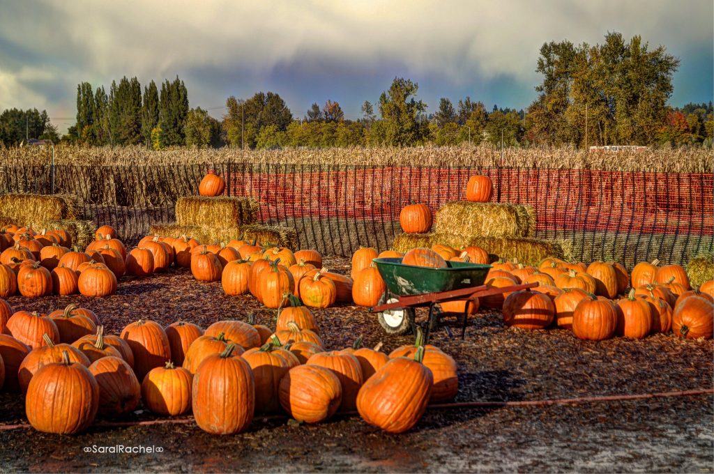 The 16 Best Pumpkin Patches Near Seattle for 2023