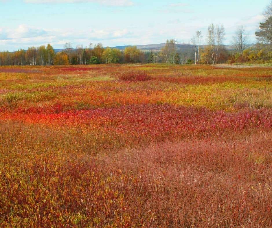 Maine Fall Foliage 2025: 13 Best Places for Peak Leaf Colors