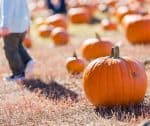 16 Great Pumpkin Patches in Colorado- Denver Metro & Beyond!