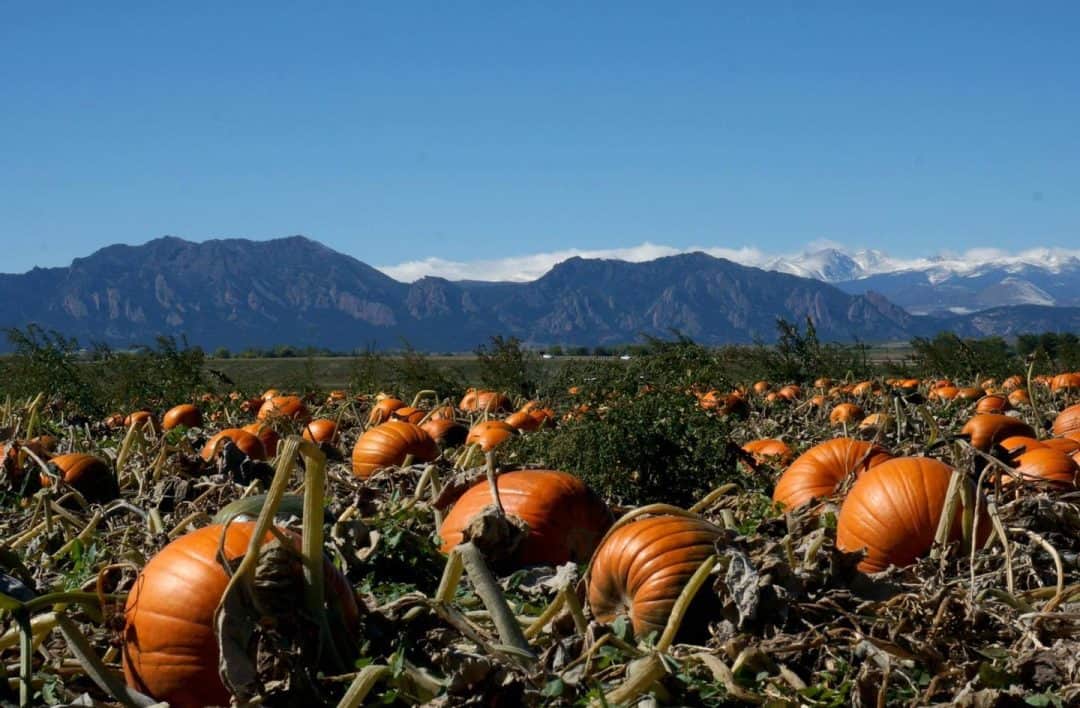 16 Great Pumpkin Patches in Colorado- Denver Metro & Beyond!