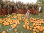 16 Great Pumpkin Patches in Colorado- Denver Metro & Beyond!