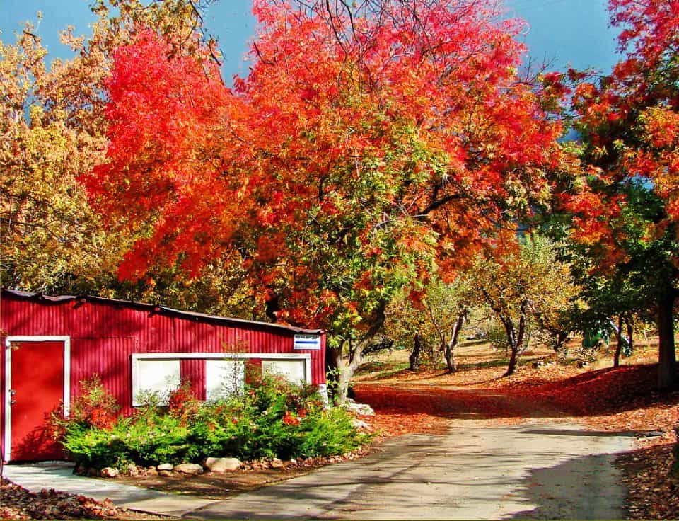 14 Places to See California Fall Foliage in 2025