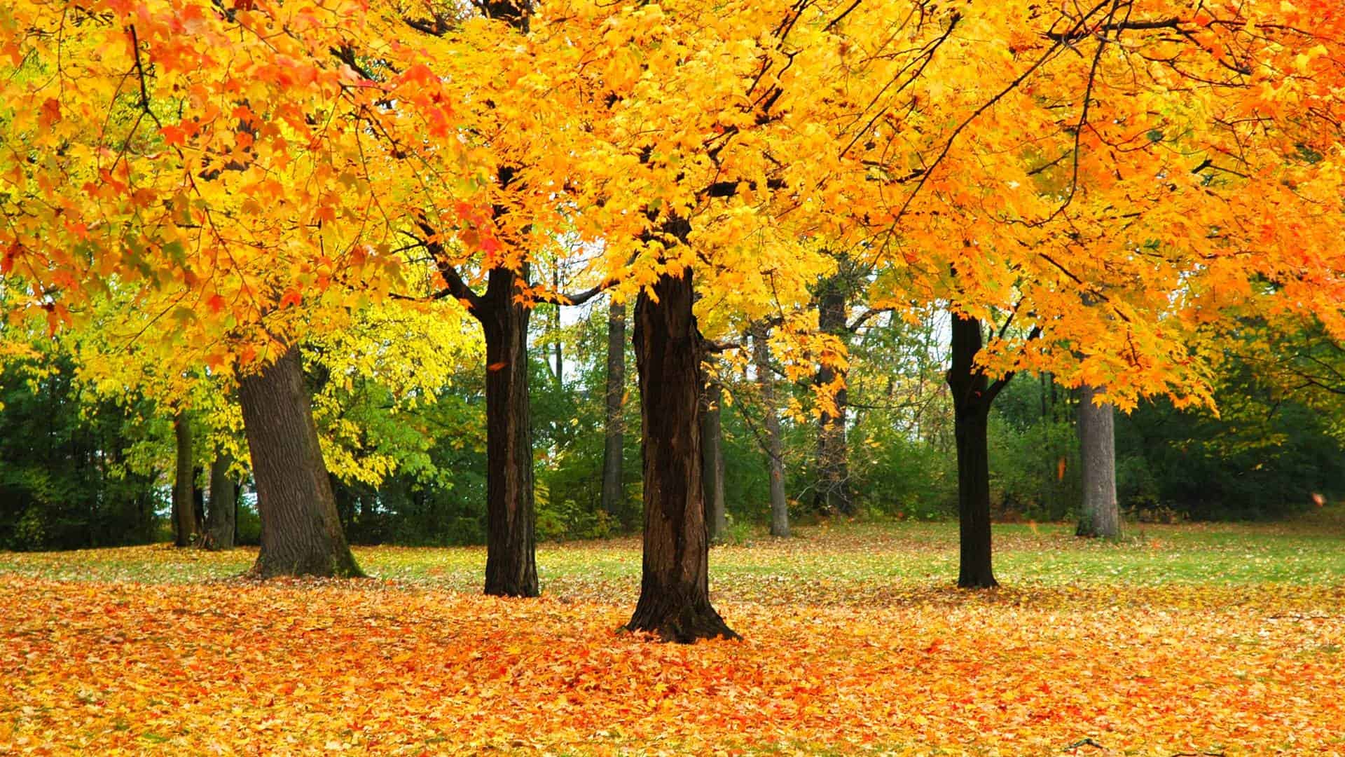 Wisconsin Fall Colors 14 Top Spots For Epic Fall Foliage Wisconsin Fall Colors 14 Top Spots For Epic Fall Foliage