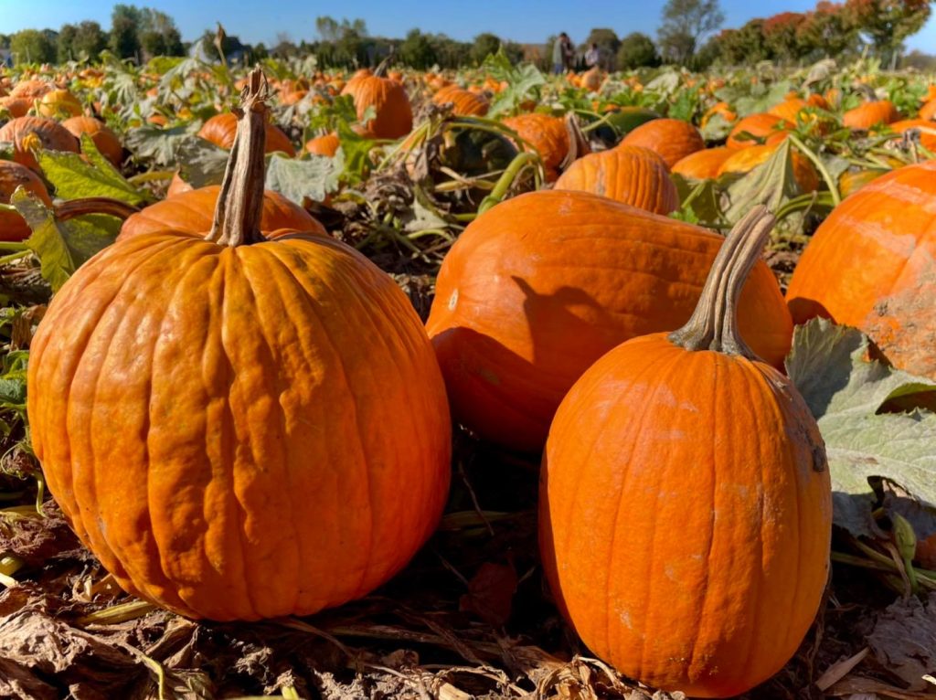 The 10 Best Pumpkin Patches in Pennsylvania for 2025
