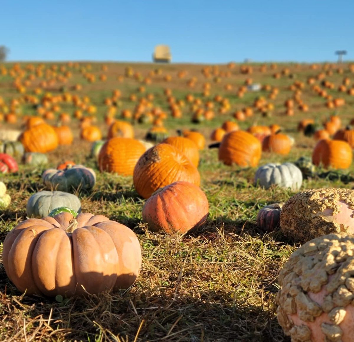 The 10 Best Pumpkin Patches in Maryland for 2024