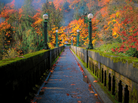 Seattle Fall Colors 2025: 14 Best Spots & Peak Dates