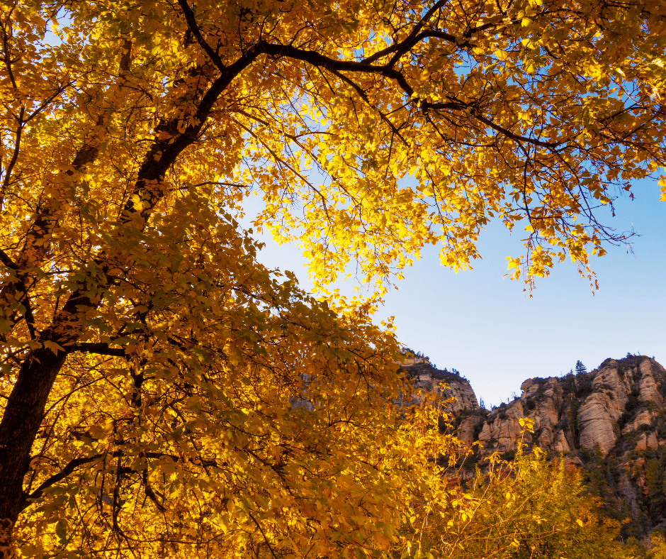 Arizona Fall Colors 2025: Best Spots to See Fall Foliage
