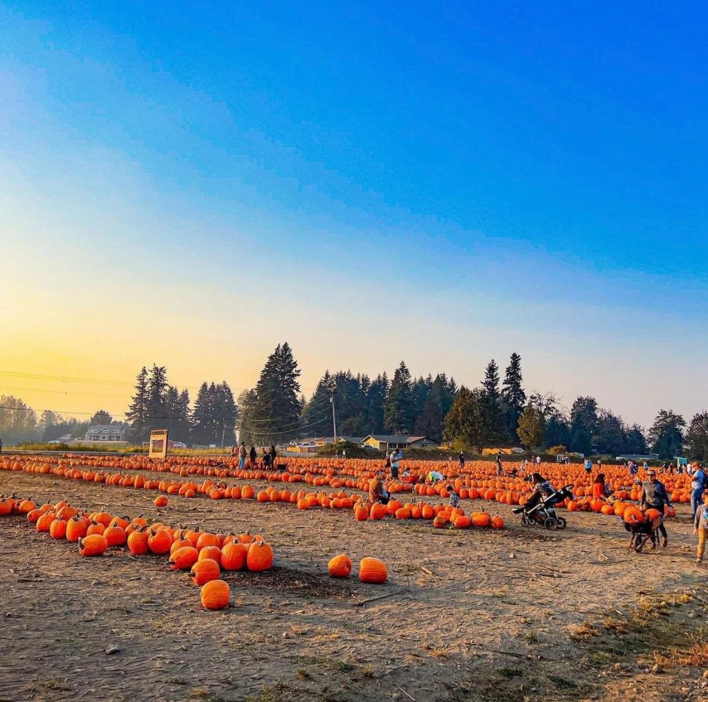 The 16 Best Pumpkin Patches Near Seattle for 2023