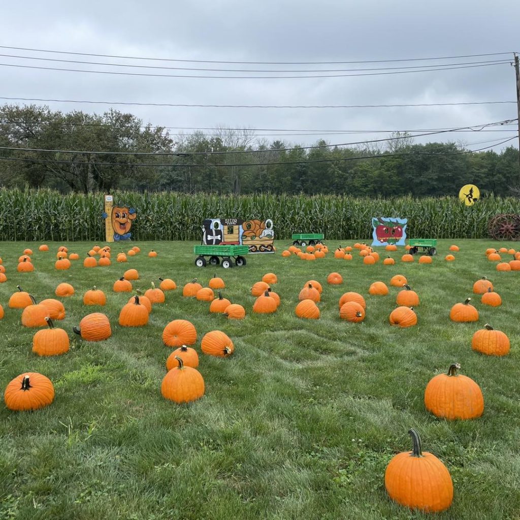 25 Great Pumpkin Patches in NJ for 2025