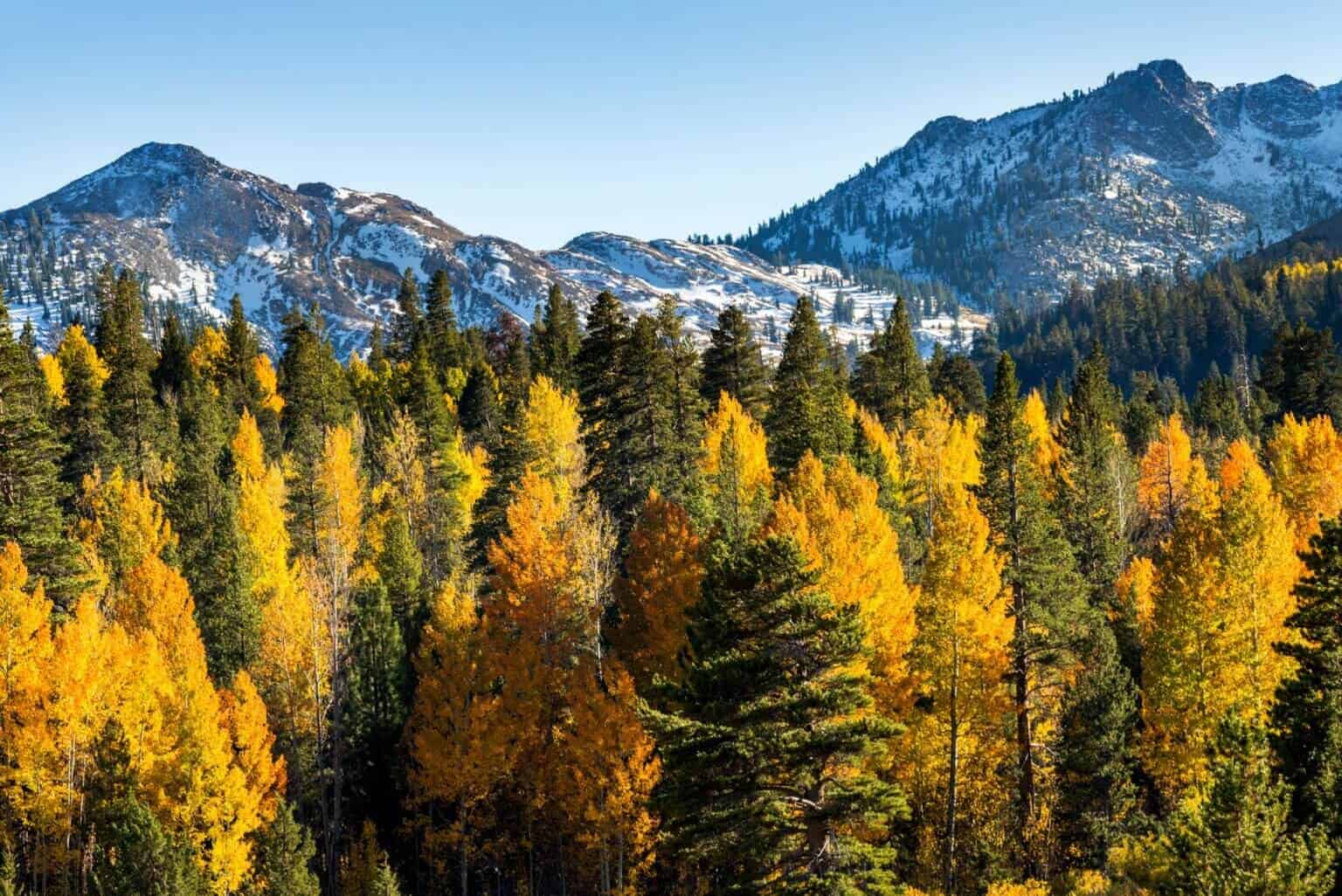 14 Places to See California Fall Foliage in 2025